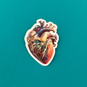 Human Heart Sticker, Anatomical Heart Sticker, Nurse and Doctor Sticker ...