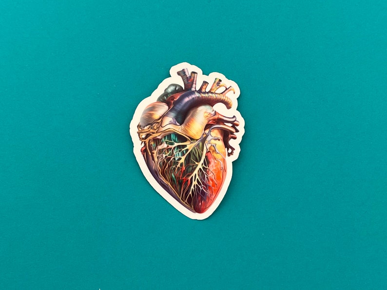 Human Heart Sticker Anatomical Heart Sticker Nurse and - Etsy