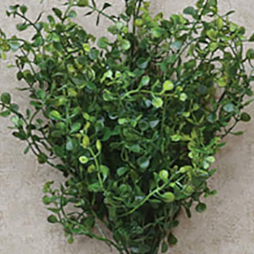 Floral Pick / Spray / Bush Peppergrass in Medium Green | Etsy