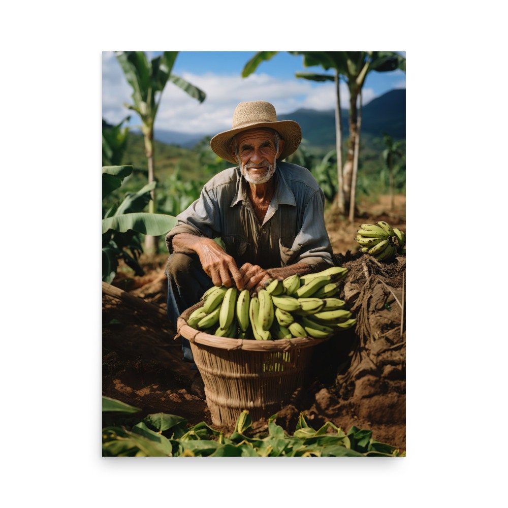 Plantain Harvest • Poster Print - Etsy
