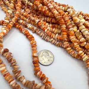 Spiny Oyster Chip Strands - 16" Strands - Sold Individually - Etsy