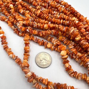 Spiny Oyster Chip Strands - 16" Strands - Sold Individually - Etsy