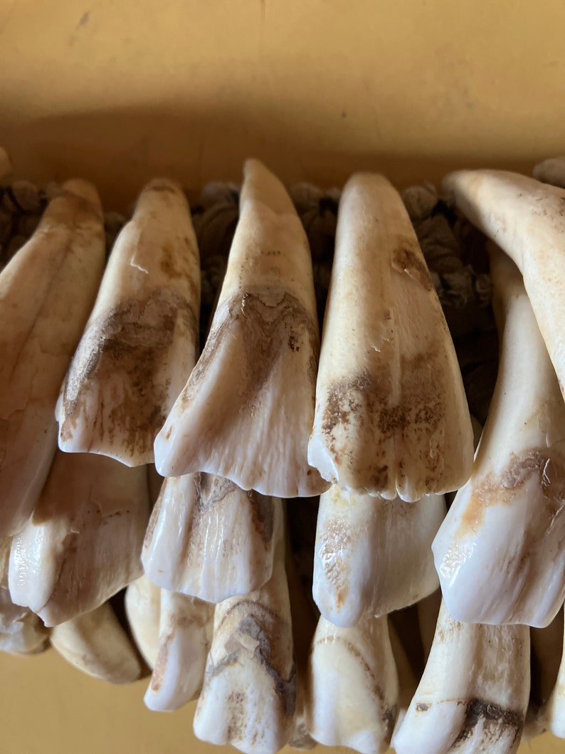 Thai Burmese Traditional Tribal Tooth Necklace 528. FREE Shipping in ...