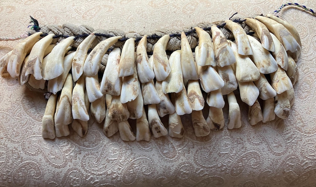 Vintage Buffalo Tooth Tribal Burmese Shaman Ritual Necklace #563. FREE ...