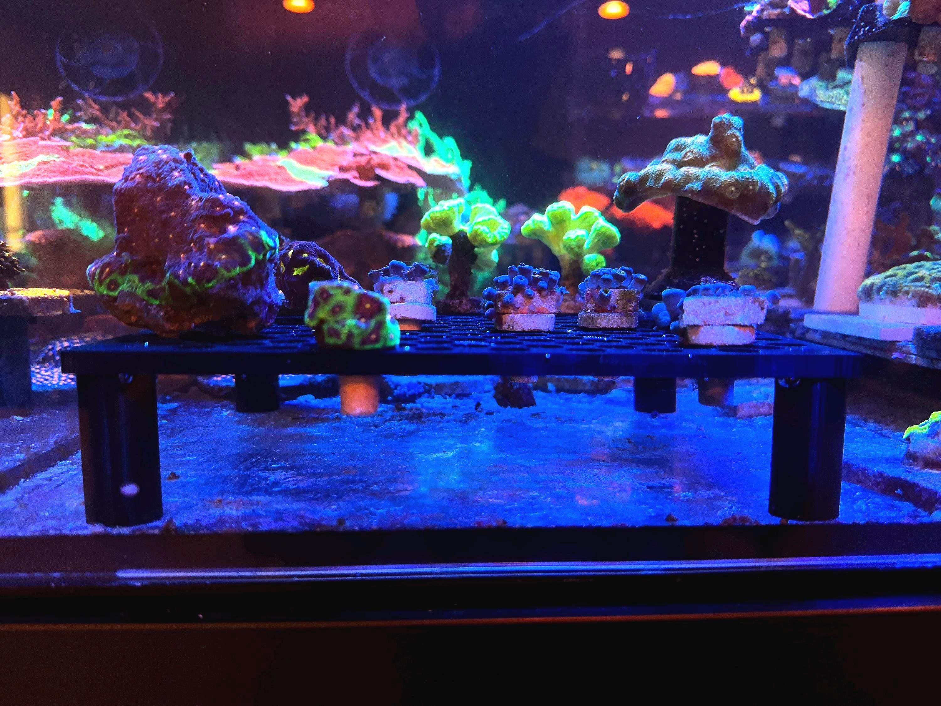 Adjustable Frag Rack for Coral Reef Aquariums 8x8 - Etsy