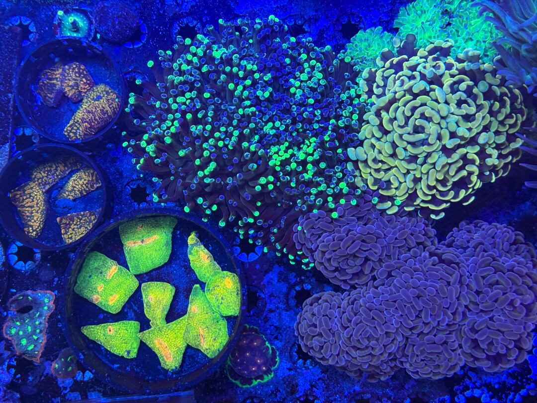 4 Inch Mushroom/coral Basket Cage - Etsy