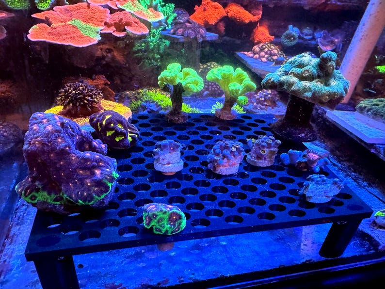 Adjustable Frag Rack for Coral Reef Aquariums 8x8 - Etsy