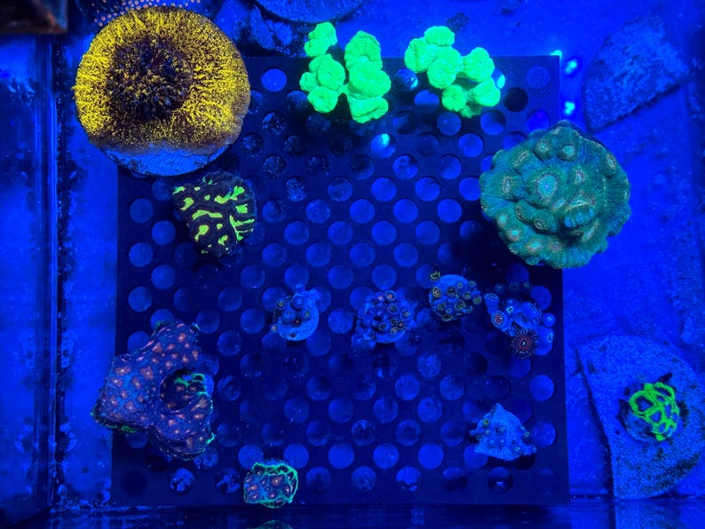 Adjustable Frag Rack for Coral Reef Aquariums 8x8 - Etsy