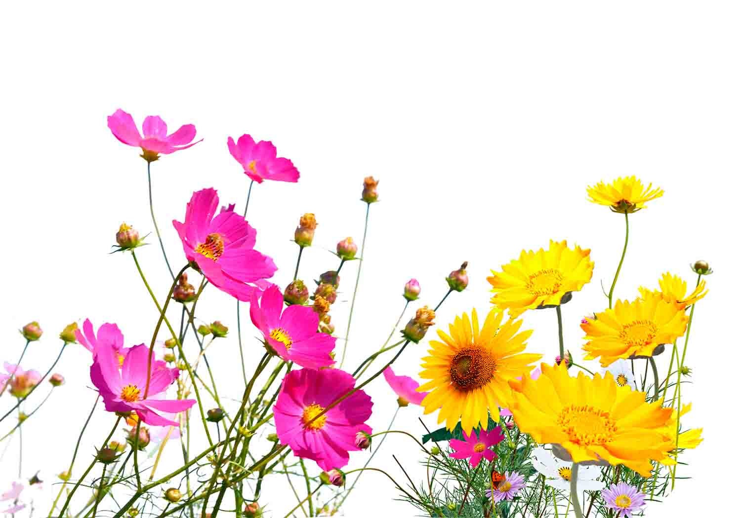 100 Grass Photo Overlays photoshop overlay photo prop green | Etsy