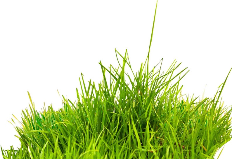 100 Grass Photo Overlays Photoshop Overlay Photo Prop Green | Etsy