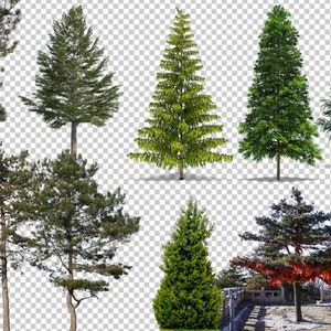 100 Conifer Branches Tress Clipart, Digital Tree Cut Out, Fir Green ...