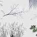 150 Bare Trees Overlays, Dead Tree PNG, Dry Branches, Baren Autumn ...