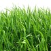 100 Grass Photo Overlays, Photoshop Overlay, Photo Prop, Green Grass ...