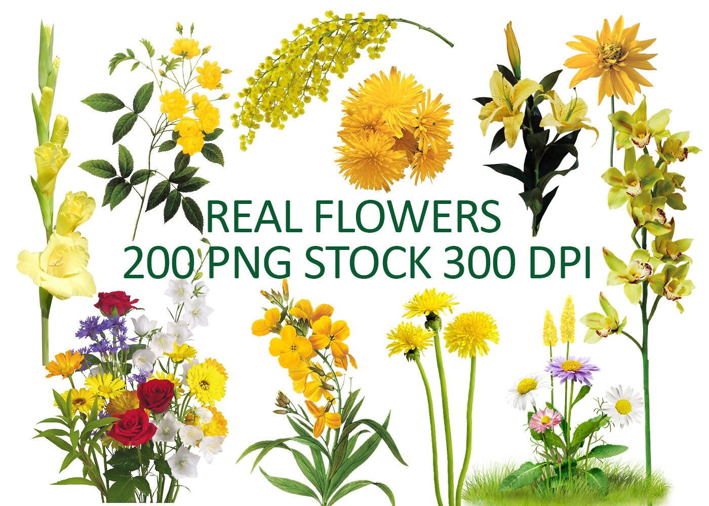 200 Real Flowers PNG, Red White Flower Clipart, Rose Flower Photo ...