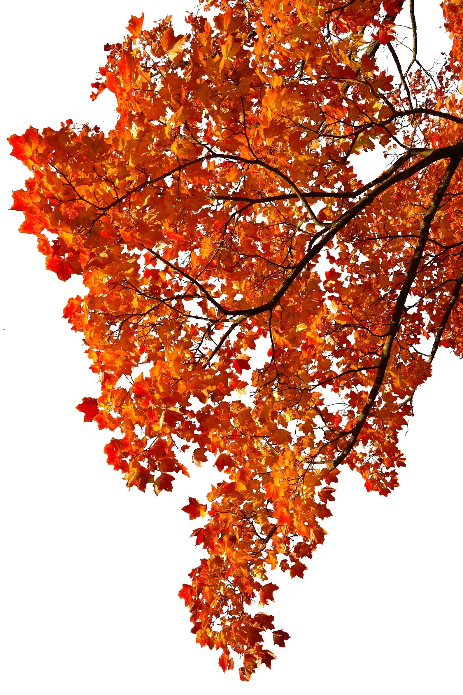 175 Branches Photo Overlays, Shooting Through Branches, Tree, Green ...
