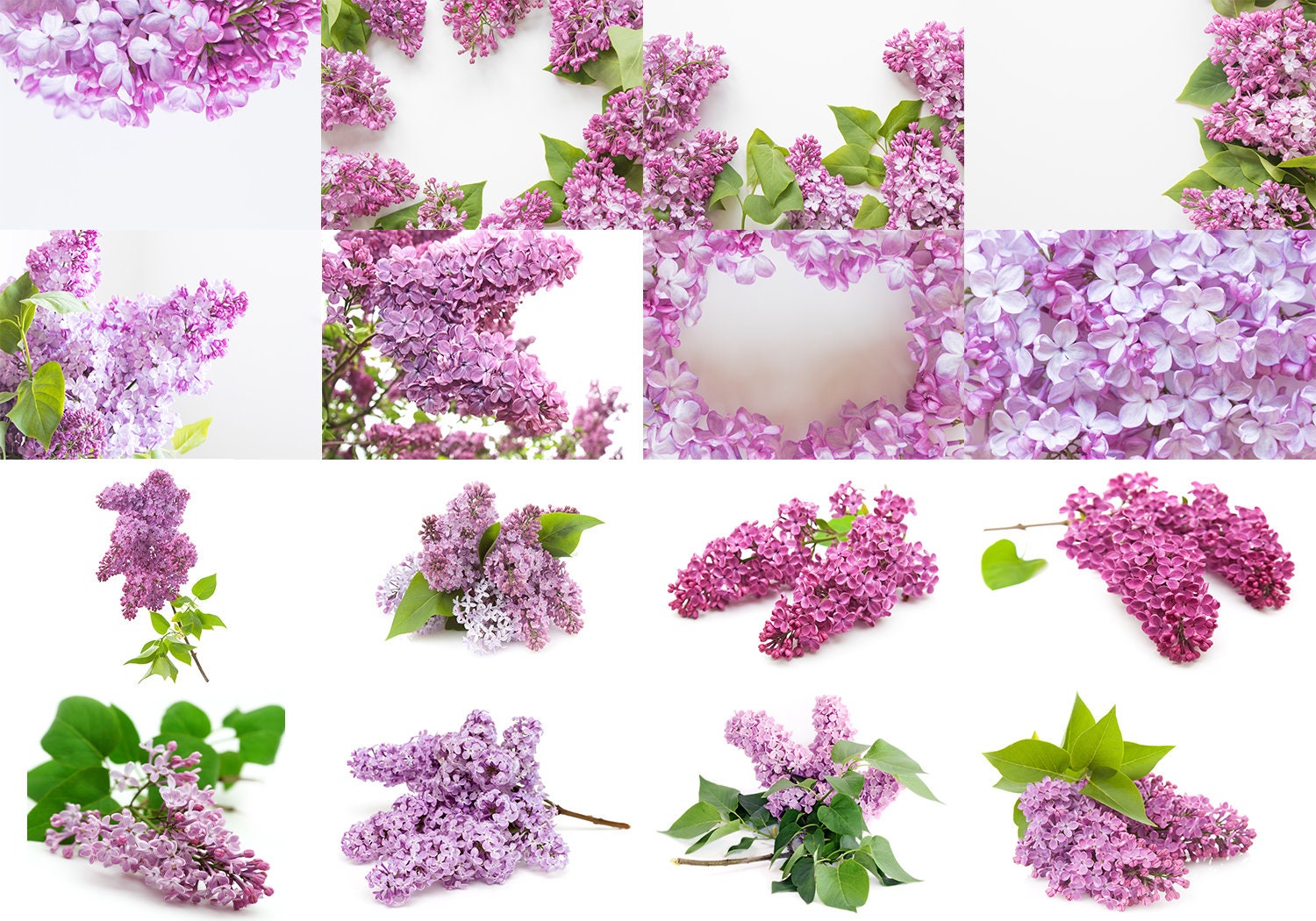 115 Lilac Real Flower Photo Backdrops Lilac Photography | Etsy