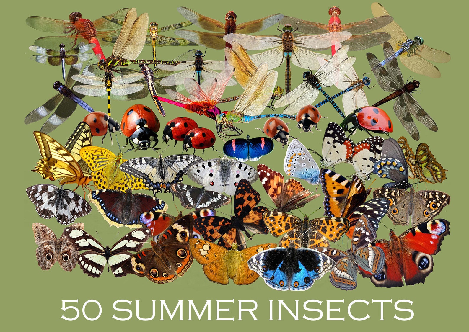 50 Summer Insects Overlays Butterflies for Photohop, Ladybugs Digital ...