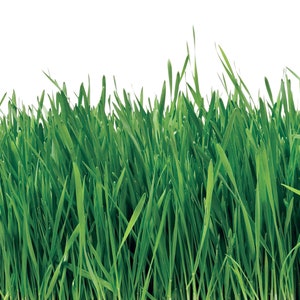 100 Grass Photo Overlays, Photoshop Overlay, Photo Prop, Green Grass ...