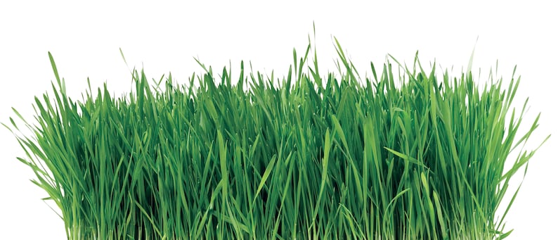 100 Grass Photo Overlays Photoshop Overlay Photo Prop Green - Etsy