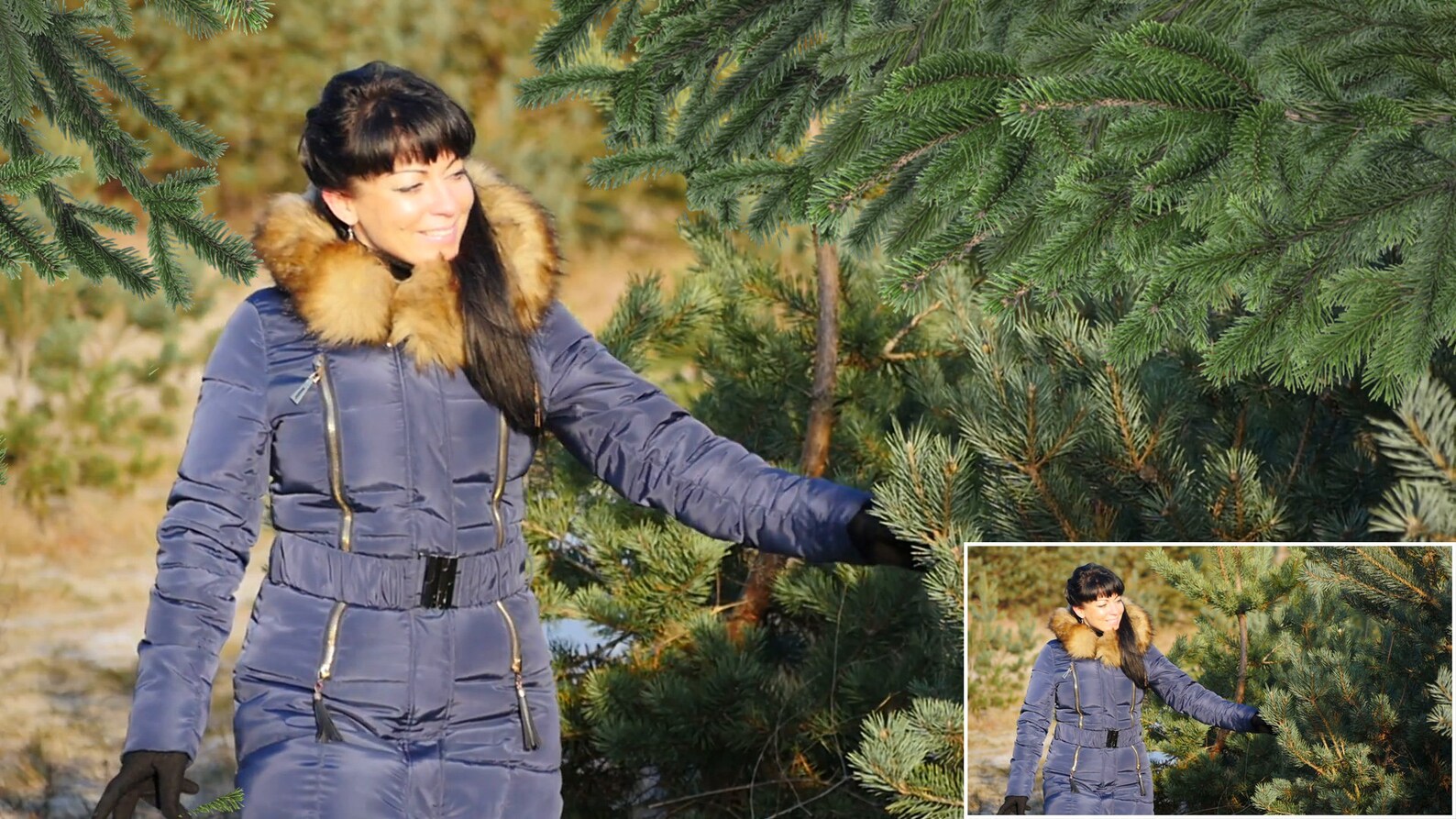 70 Fir Tree Branches Photo Overlays Branches Clipart - Etsy