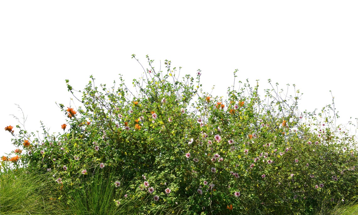 100 Grass Photo Overlays Photoshop Overlay Photo Prop Green | Etsy