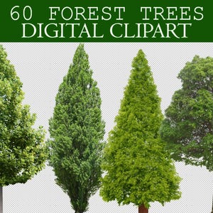 60 Forest Trees Clipart, Green Tree Photo Overlays, Natural Cut Out ...