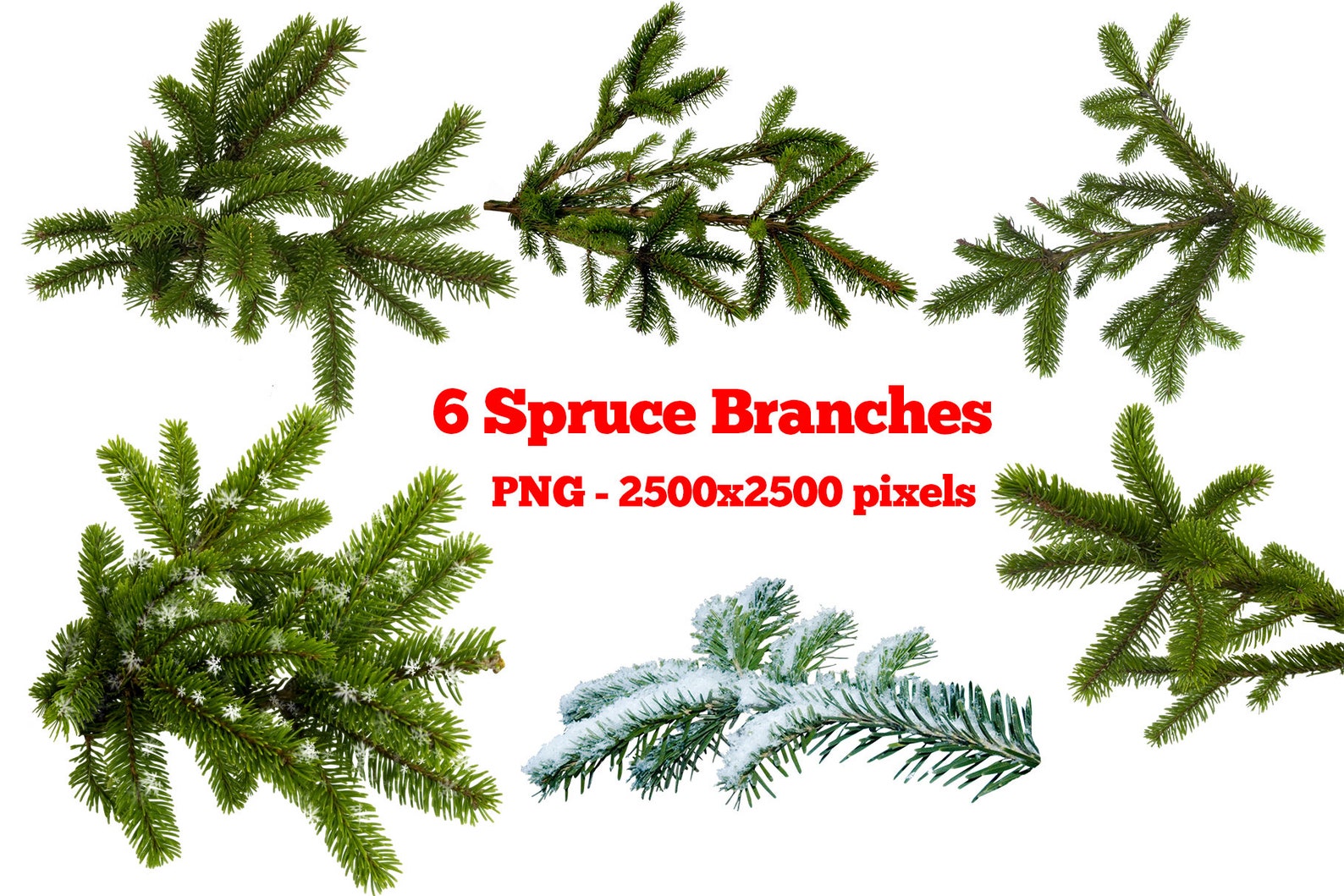 6 Spruce Branches Tree Branches Overlay Conifer Chistmas - Etsy