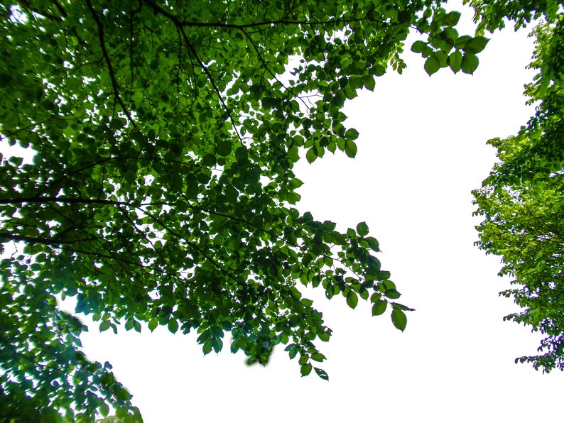 175 Branches Photo Overlays, Shooting Through Branches, Tree, Green ...