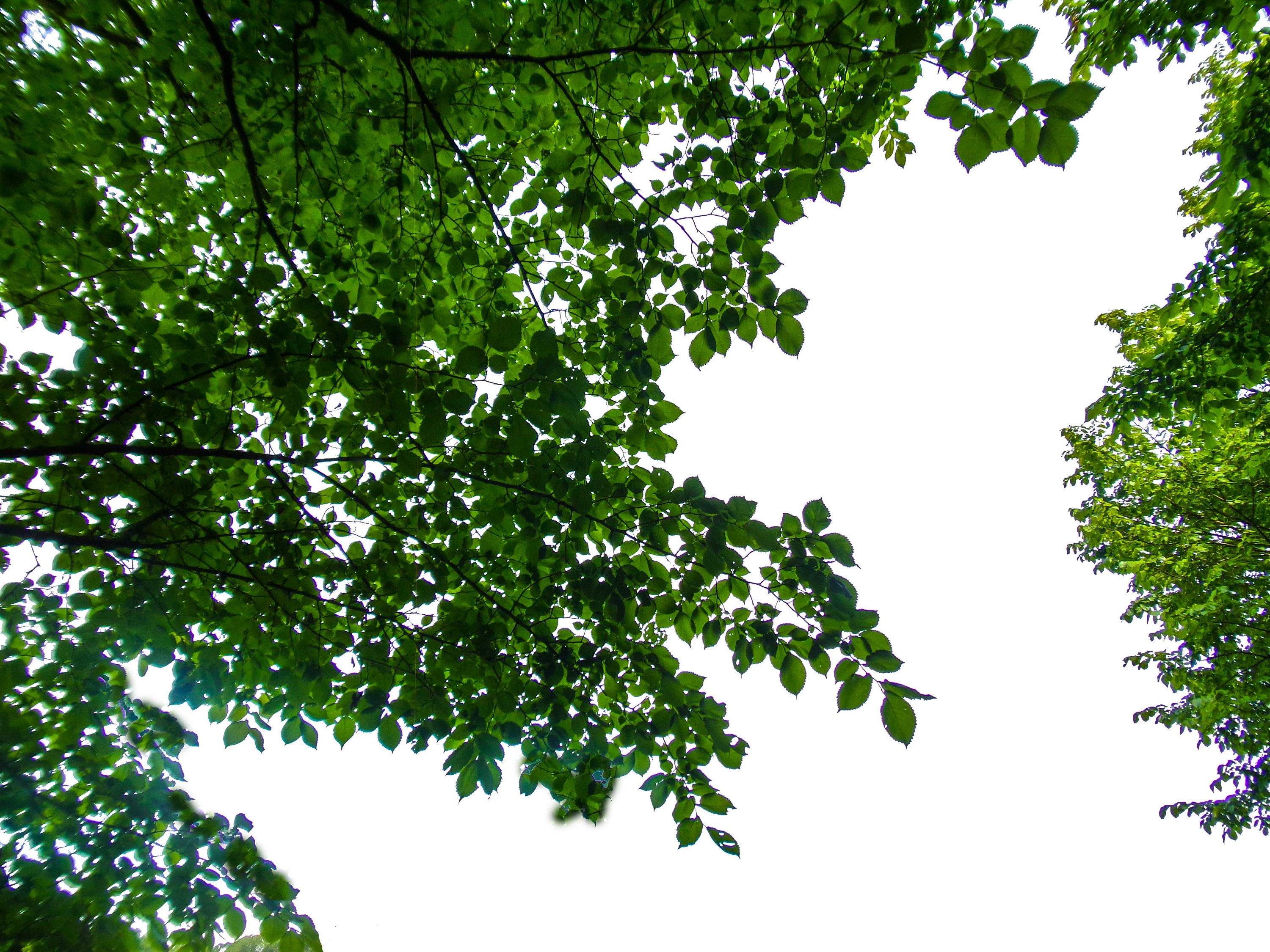 175 Branches Photo Overlays shooting through branches tree - Etsy España