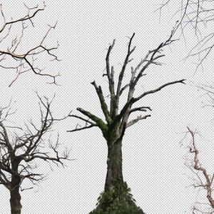 150 Bare Trees Overlays, Dead Tree PNG, Dry Branches, Baren Autumn ...