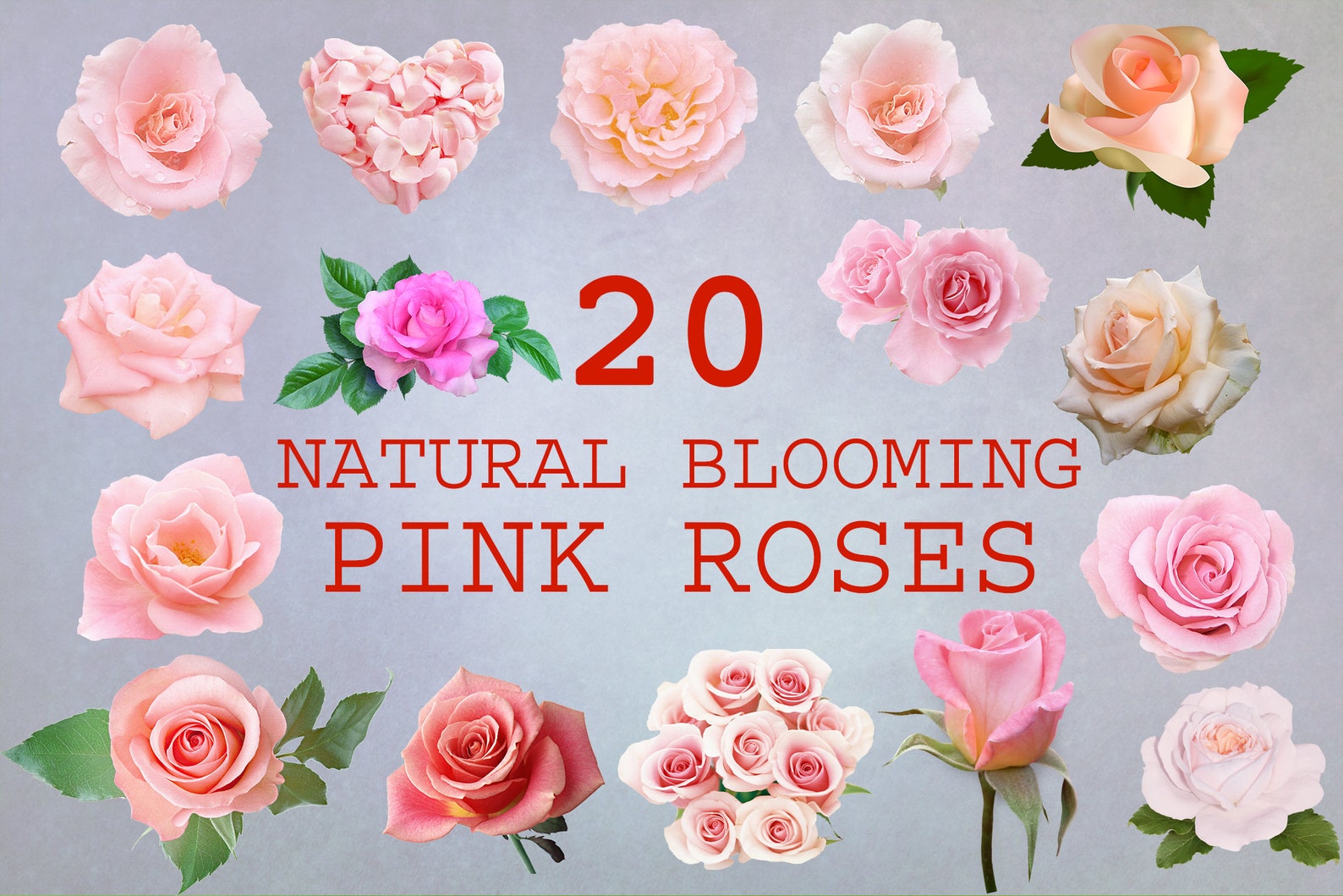 20 Blooming Pink Roses, Rose Floral Clipart, Overlay Floral Rose, Pink ...