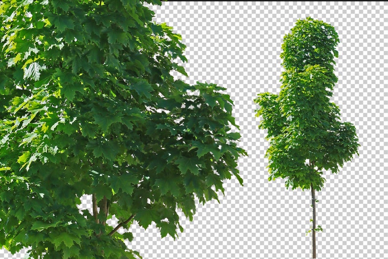 120 Forest Tress Clipart Digital Tree Cut Out Green Tree | Etsy