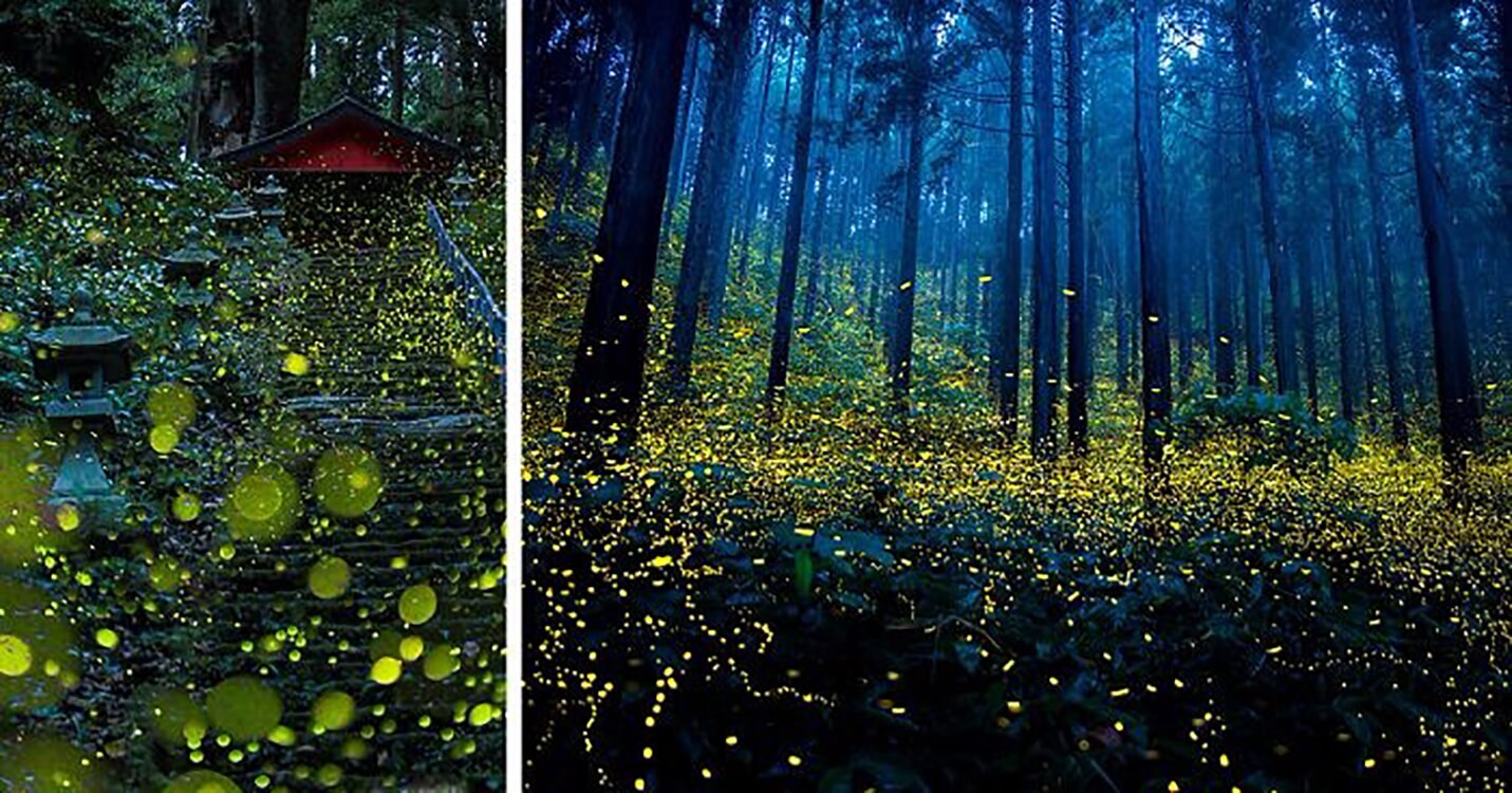 200 Magic Firefly Photo Overlays, Mystical Light, Fireflies Glow, Pixie ...