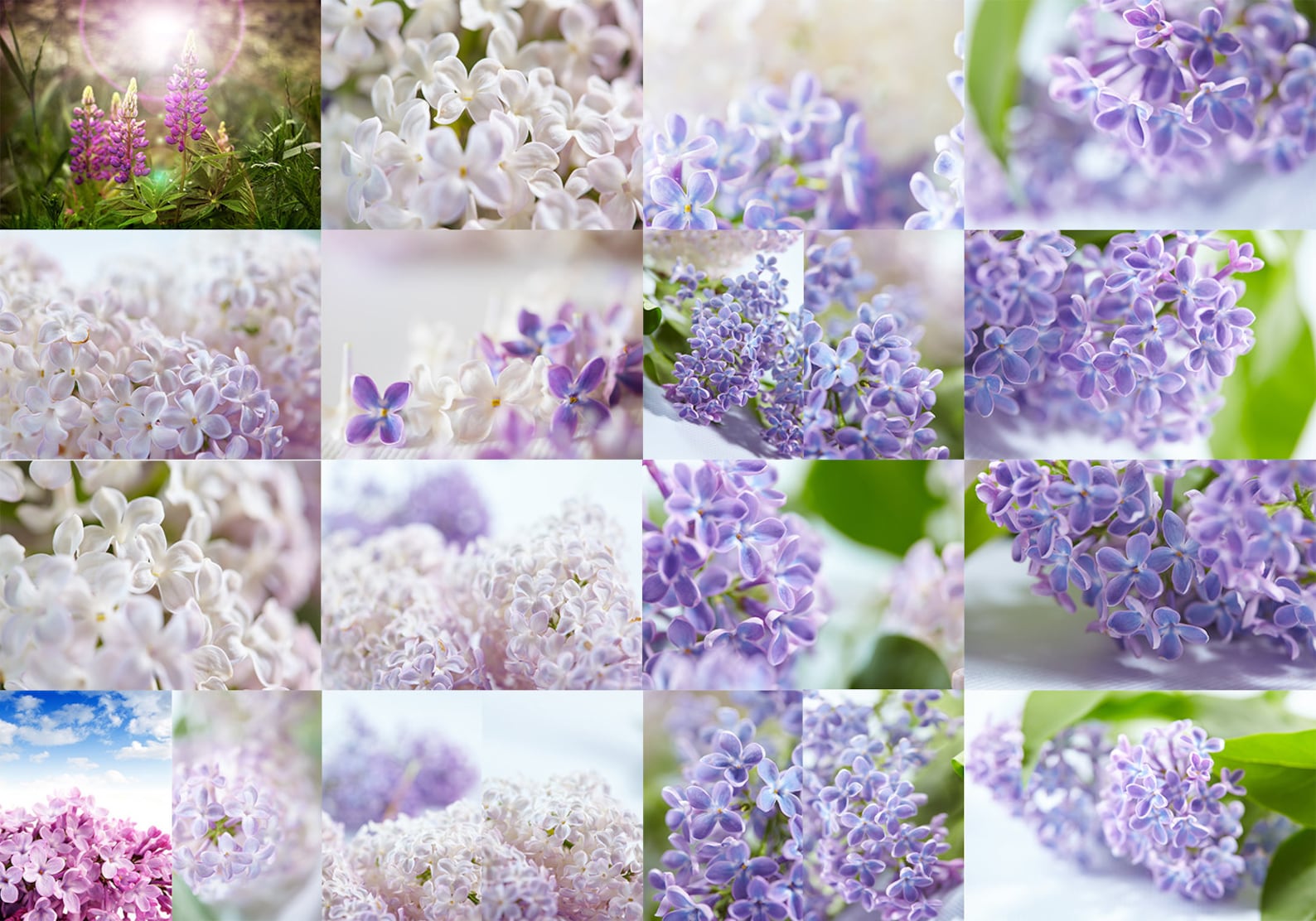 115 Lilac Real Flower Photo Backdrops Lilac Photography - Etsy