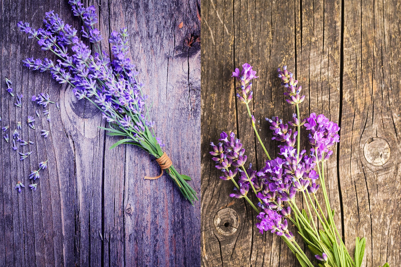 9 Lavender Fields Backdrop Photoshop Overlay Digital | Etsy