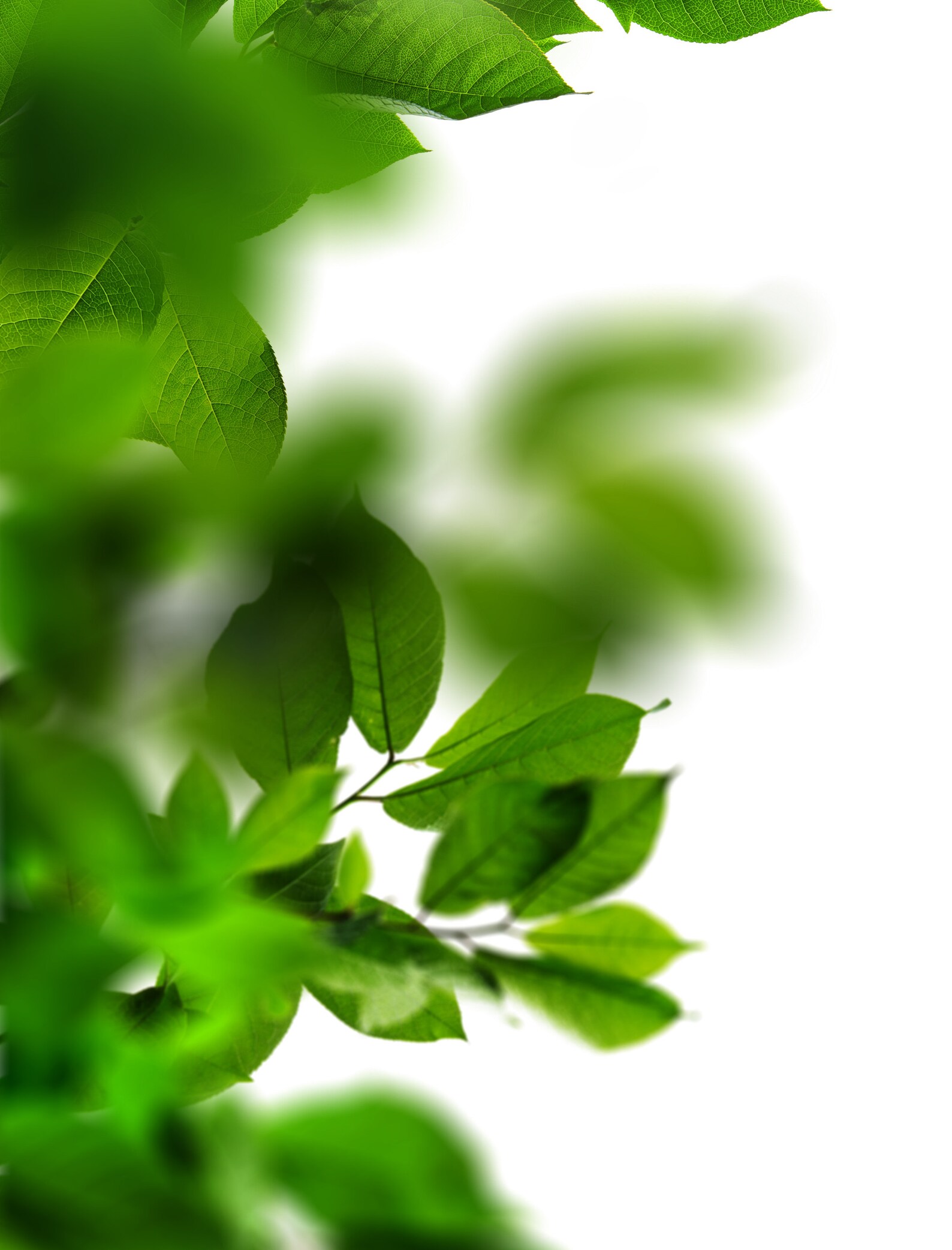 180 Branches Photo Overlays Shooting Through Branches Tree - Etsy