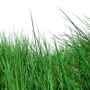 100 Grass Photo Overlays, Photoshop Overlay, Photo Prop, Green Grass ...
