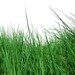 100 Grass Photo Overlays, Photoshop Overlay, Photo Prop, Green Grass ...