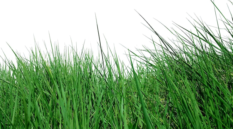 100 Grass Photo Overlays Photoshop Overlay Photo Prop Green - Etsy