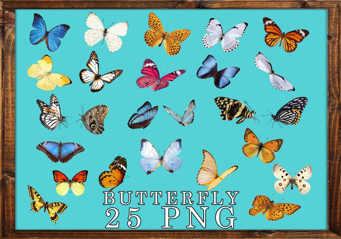 25 Digital Butterflies Butterfly Clip Art Butterfly Photo - Etsy