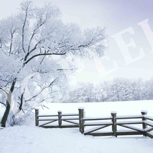 4 Winter Backgrounds, Christmas Tree Digital Backdrop, Tree Digital ...