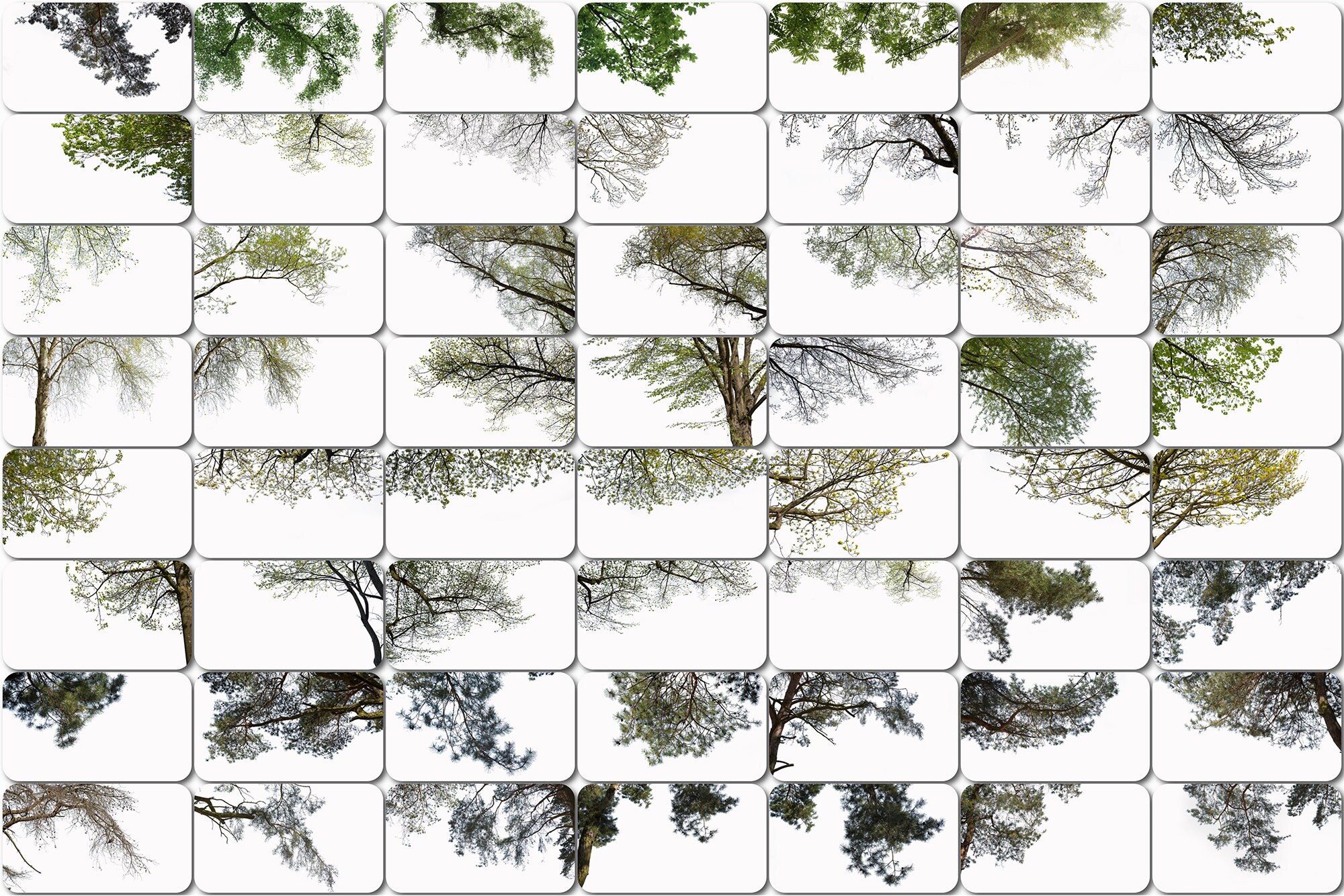 100 Green Branches Photo Overlays Digital cornes tree Cut Out | Etsy