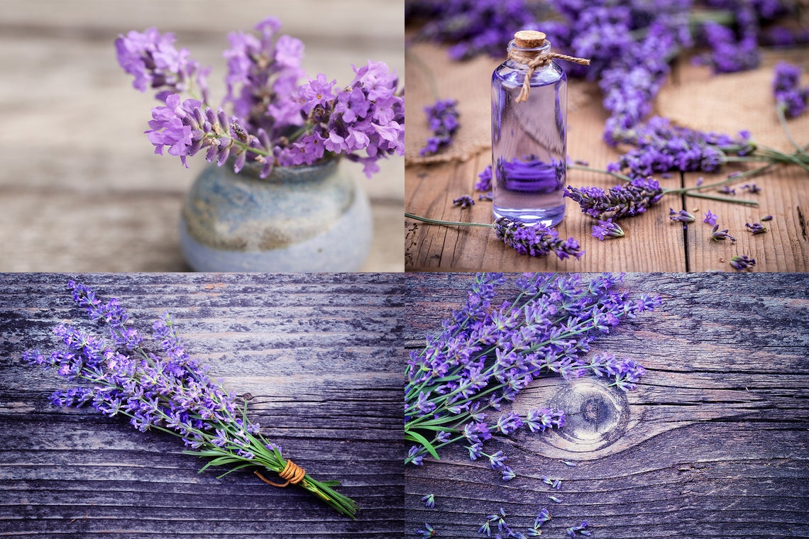 9 Lavender Fields Backdrop Photoshop Overlay Digital - Etsy