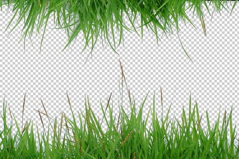 50 Grass Photo Overlays photoshop overlay photo prop green | Etsy