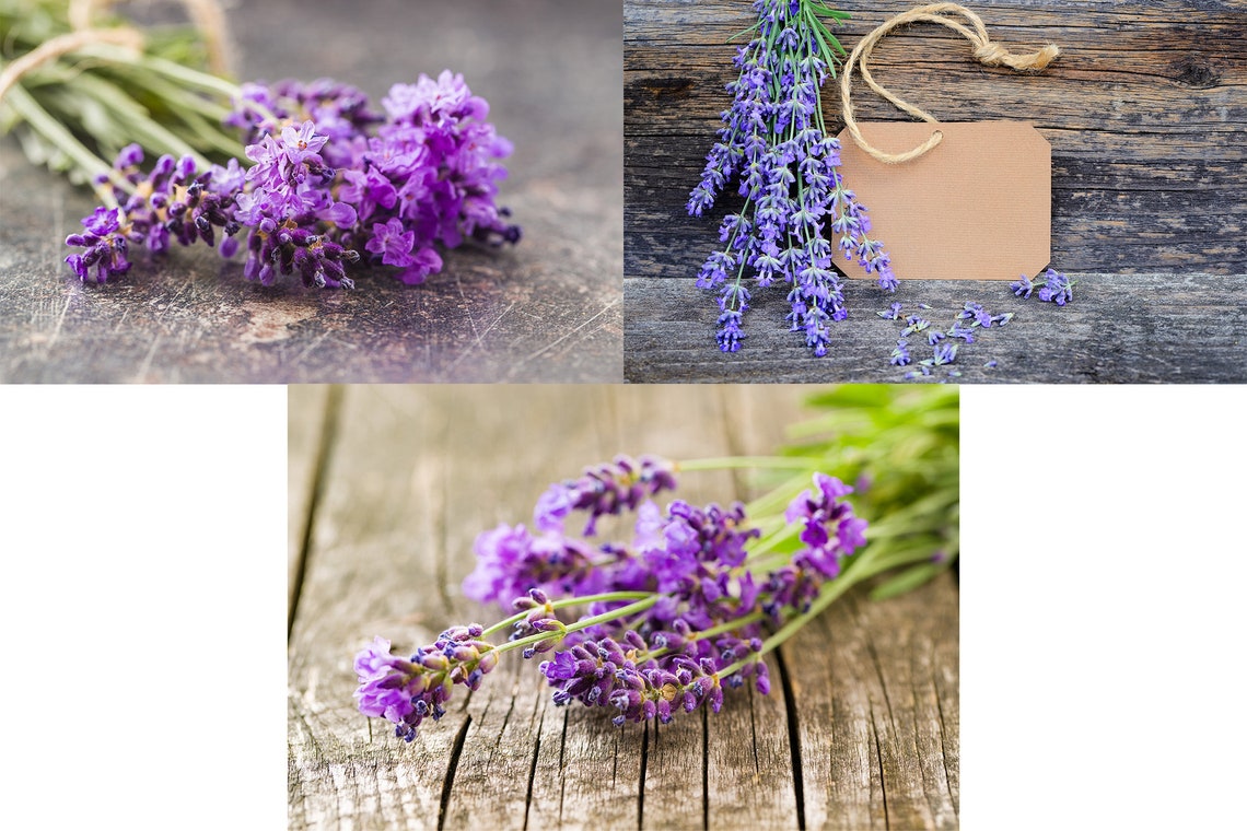 9 Lavender Fields Backdrop Photoshop Overlay Digital - Etsy