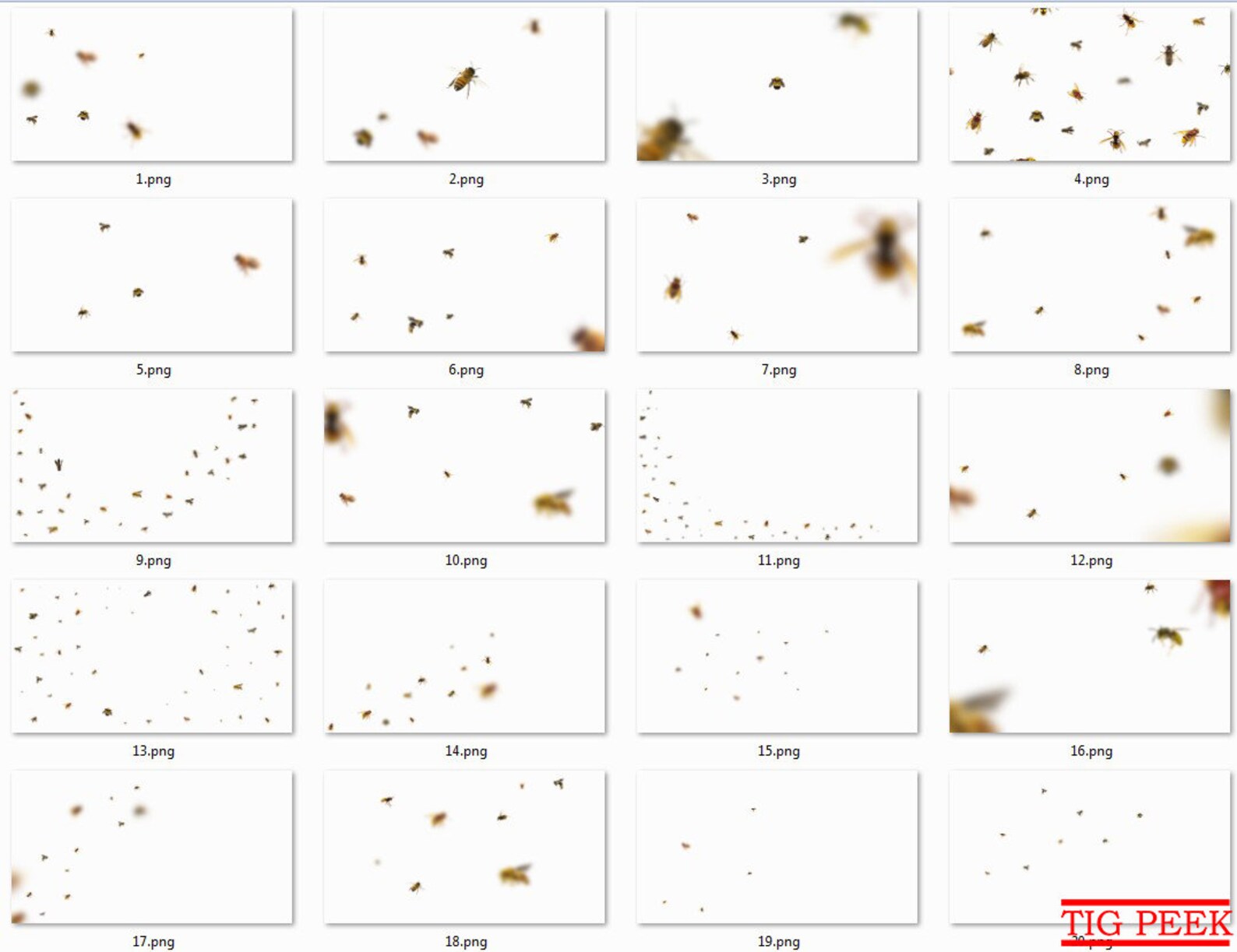 38 Insects BEES Overlay, Clipart Bees, Digital Bees, TRANSPARENT PNG ...