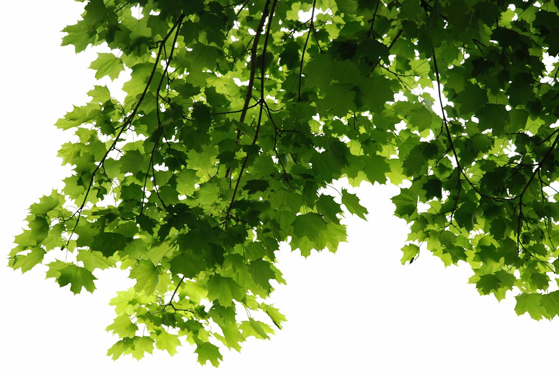 175 Branches Photo Overlays, Shooting Through Branches, Tree, Green ...