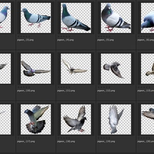 70 Doves Pigeons High Resolution Separate Transparent PNG Wedding ...