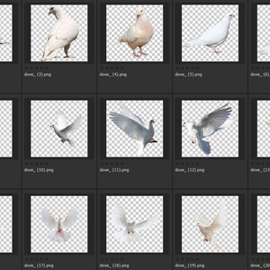 70 Doves Pigeons High Resolution Separate Transparent PNG Wedding ...