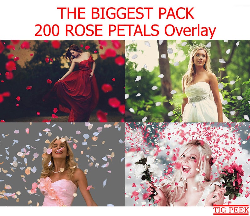 200 Falling Rose Petals Overlay for Photoshop, Petals Red Overlay ...